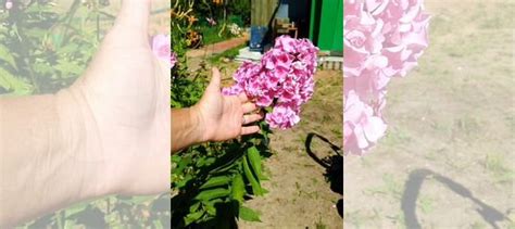 Флокс купить в Нижнем Новгороде | Товары для дома и дачи | Авито