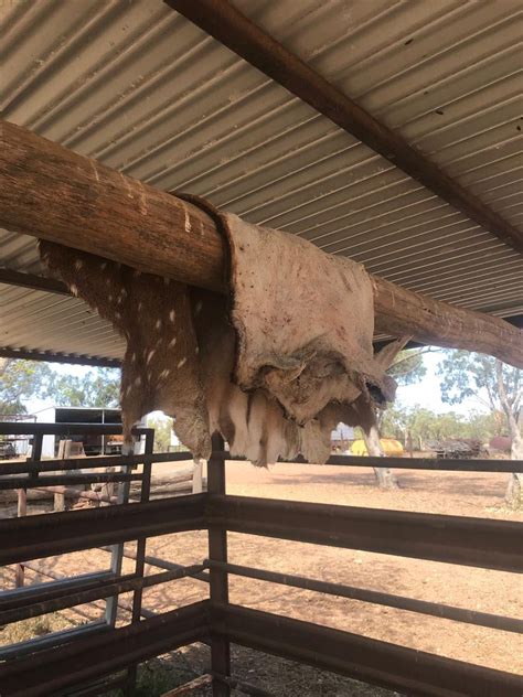 Winner By Simone Coleman Wild Deer And Hunting Adventures