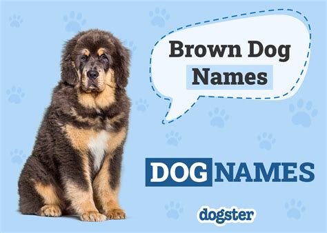 175 Brown Dog Names Ideas For Your Adorable Chocolate Colored Pup