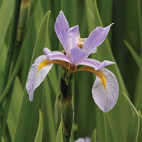 Iris Virginica Southern Blue Flag