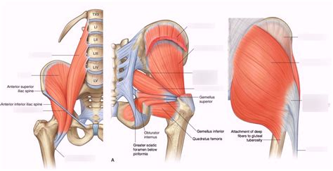 Diagram Of Pelvic Girdle Muscles Quizlet