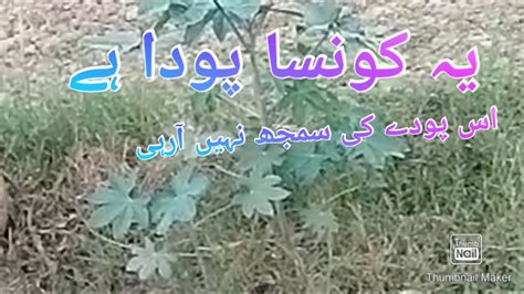 یہ کونسا پودا ہے؟ Youtube