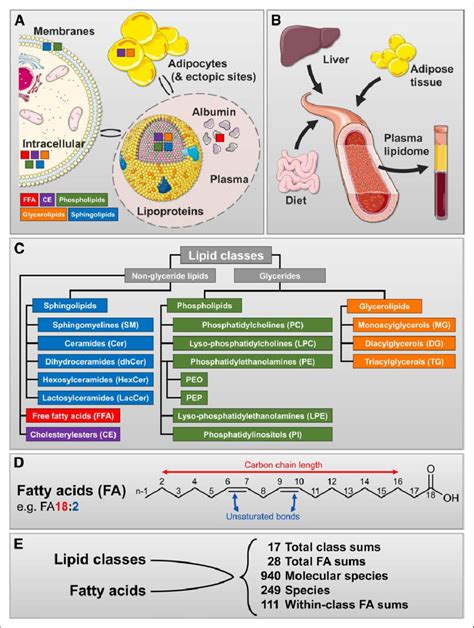 Overview Of Lipid Class Occurrence In Cell And Plasma Compartments