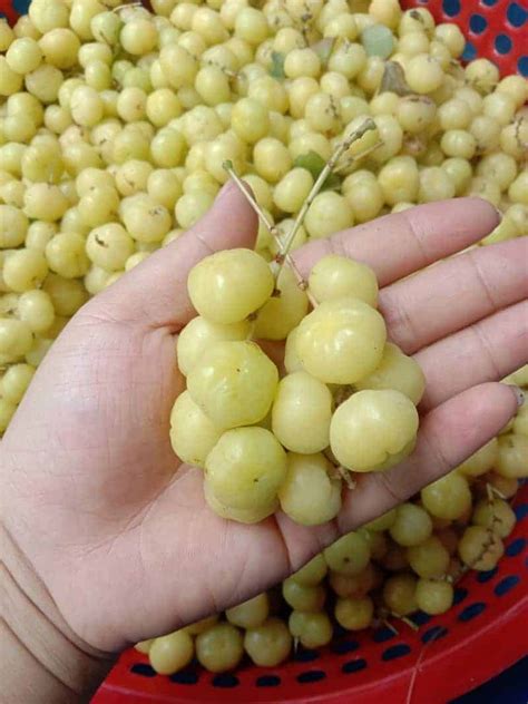 Trái Chùm Ruột Chua Phát Thèm Có Tác Dụng Gì đối Với Sức Khỏe