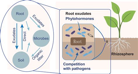 Frontiers Plant Genomic And Microbial Interplay In The Rhizosphere