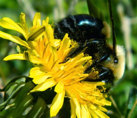 Lises Log Cabin Life Happy Easter