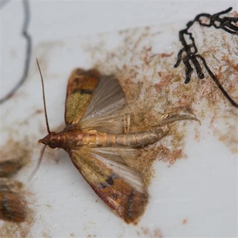 6 Simple Pantry Pest Traps To Try At Home Pest Control