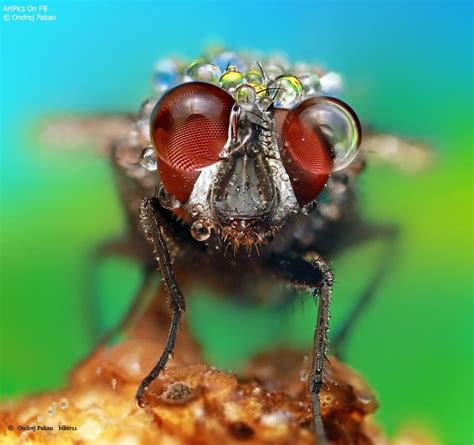 Red Eyed Fly Close Up Photo