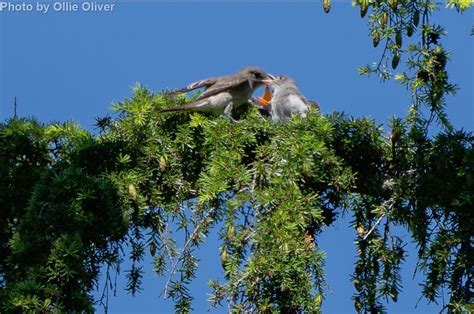 Olive Sided Flycatcher East Cascades Bird Alliance