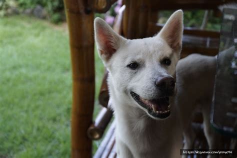 진돗개 종류 블랙탄 황구 백구 특징 수명 분양시 꼭 참고해주세요 네이버 블로그