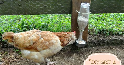 For Chick Coop Diy Wine Bottle Chicken Grit Oyster Shell Dispenser