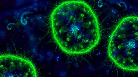 Cel Mai Abundent Organism Al Pământului Care Produce O Treime Din