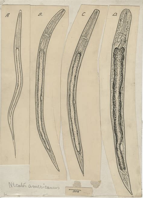 Hookworms · Usdas Contributions To Veterinary Parasitology