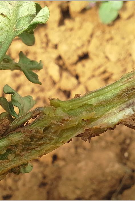 Fusariosis Enfermedad Causada Por Hongos Del Suelo Que Provoca