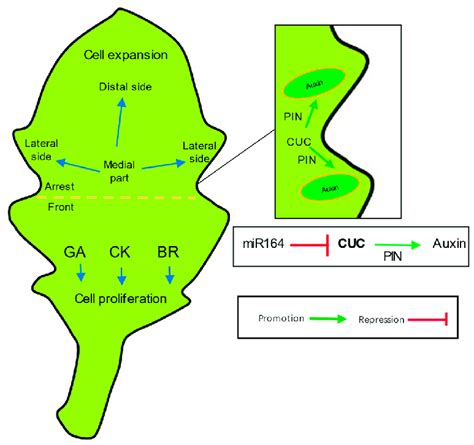 Interplay Of Genes In Determining Leaf Polarity And Margin The