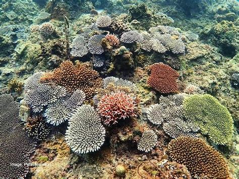 Aciar Coral Restoration Project