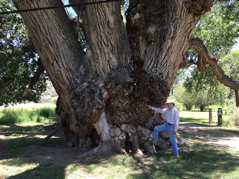 Arizonas Magnificent Trees Department Of Forestry And Fire Management