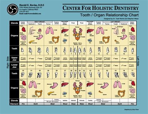Holistic Dentistry Watch Tooth Organ Chart Dental Chart With Tooth