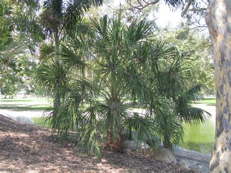 Palm Island Mile Square Park Discussing Palm Trees Worldwide Palmtalk
