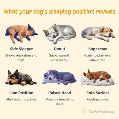 10 Common Dog Sleeping Positions And What They Say