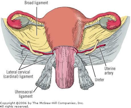 Left Uterosacral Ligament Coasas