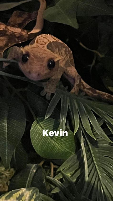 Caught Lychee Laying Her Eggs Ignore The Water Stains Lol R Crestedgecko