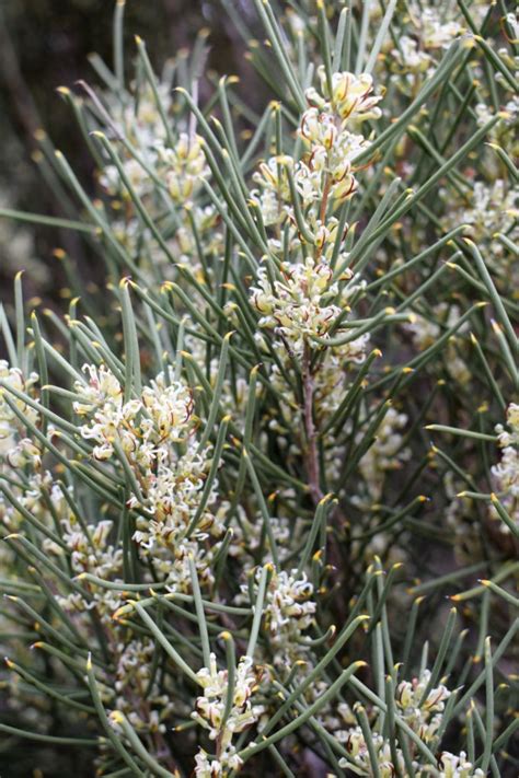 Hakea Adnata In 50mm Forestry Tube Trigg Plants