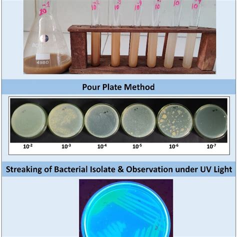 Experiment Done For Isolation Of Bacterial Strain Download Scientific Diagram