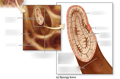 Microscopic Spongy Bone Labeled Diagram Quizlet