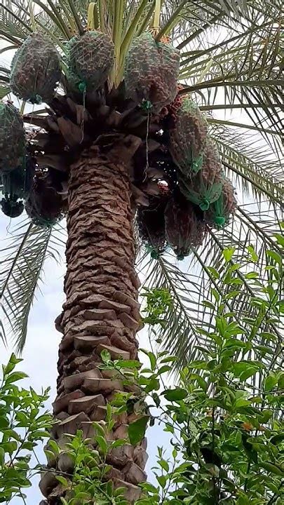 Maraming Bunga Ang Plam Tree Dates Atenhengvlog Youtube