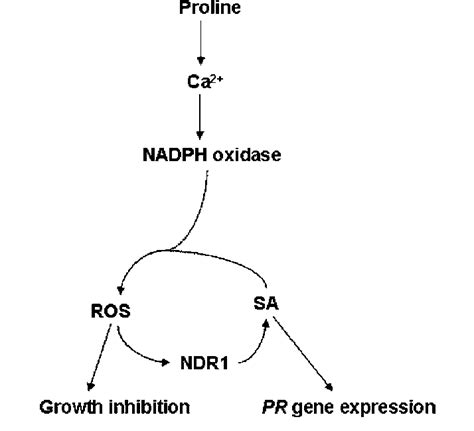 Proposed Model For The Signal Transduction Pathway Mediating Proline Download Scientific