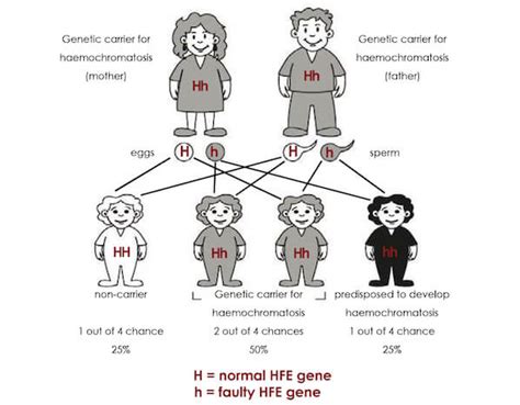 Learn About Haemochromatosis Haemochromatosis Australia