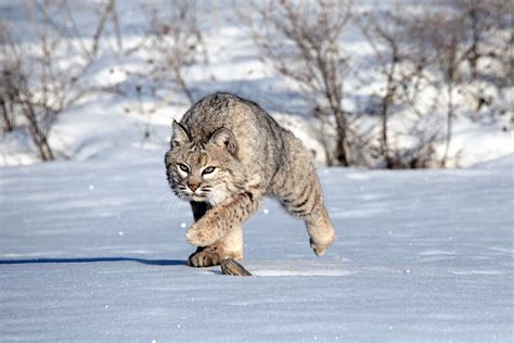 World Of Wildlife Bobcat Facts 495x640