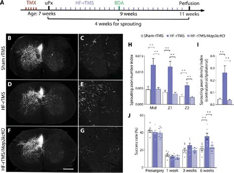 hf rtms increases cst axon sprouting after unilateral pyramidotomy