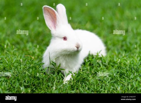 White Rabbit Albino With Red Eyes Sits In The Grass High Quality