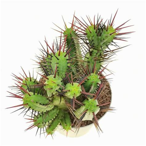 Euphorbia Enopla F Dicotomica 14 Cm Euphorbiaceae Giromagi Vendita Piante Grasse