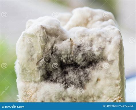 Aspergillus Mold On Bread