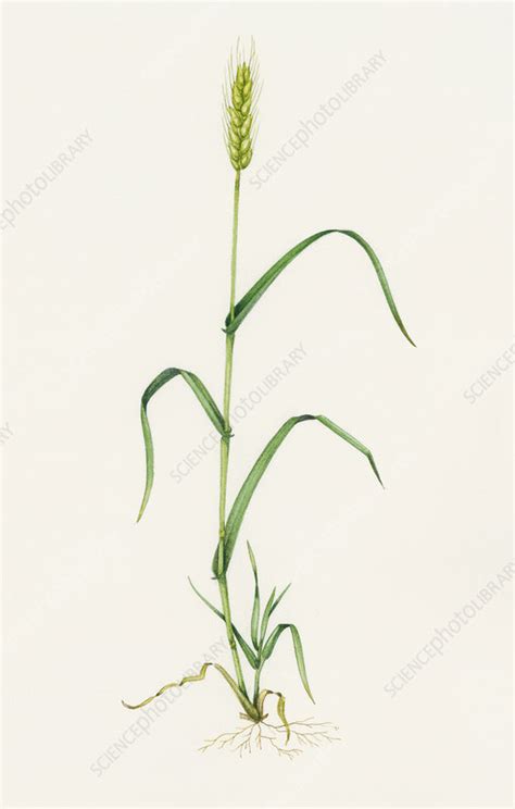 Bread Wheat Triticum Aestivum Stock Image E7701497 Science