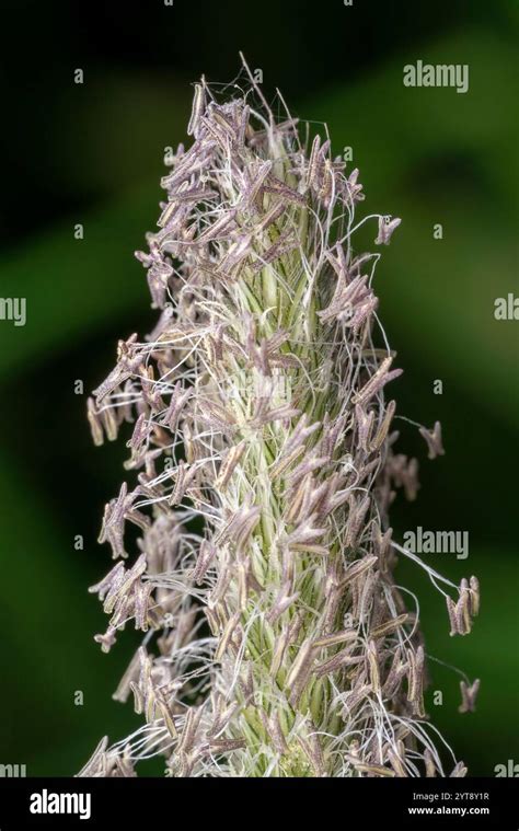 Macro Shot Showing The Flowering Head Of Meadow Foxtail Alopecurus