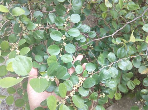 Cinta Islam Daun Bidara Atau Widara Ziziphus Mauritiana