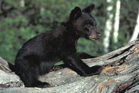 Free Images Nature Forest Animal Cute Wildlife Young Park