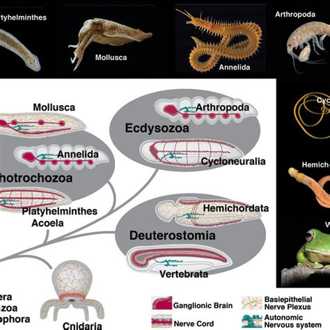 early neurogenesis in deuterostomes composition of figure as explained