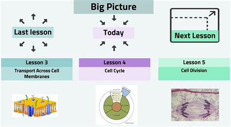 New Aaq Btec Medical Science Unit 1a Lesson 4 Cell Cycle Teaching