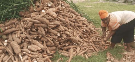 Pioneering An Eco Friendly Cassava Drying Process Springwise