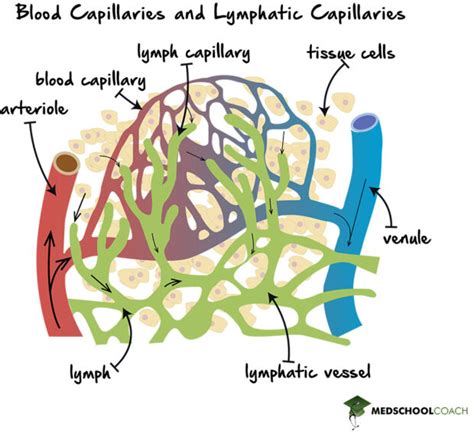 The Lymphatic System Mcat Biology Medschoolcoach