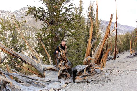 Americas Oldest Living Tree Is Still Growing—and You Can Visit It