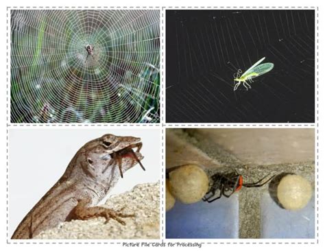 Spider Glad Pictorial Input Chart By Glad For Learning Tpt