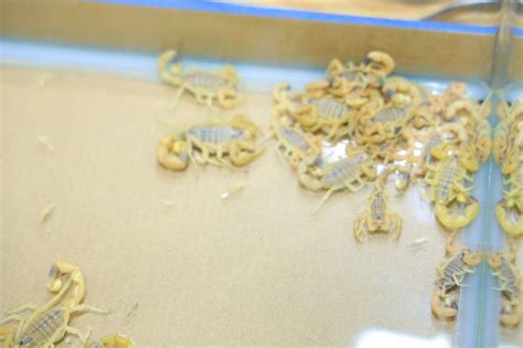 Navoiyda Zaharli Ilon Va Chayonlar Pitomnigi Tashkil Etildi