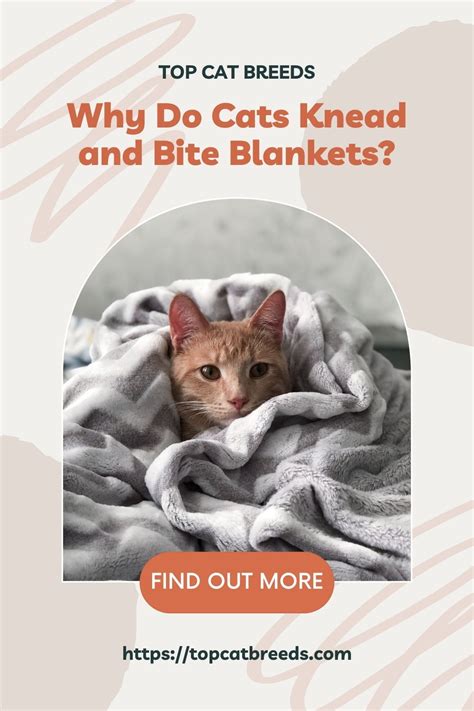 Why Do Cats Knead And Bite Blankets Top Cat Breeds
