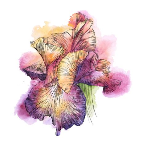 Bearded Iris Drawing